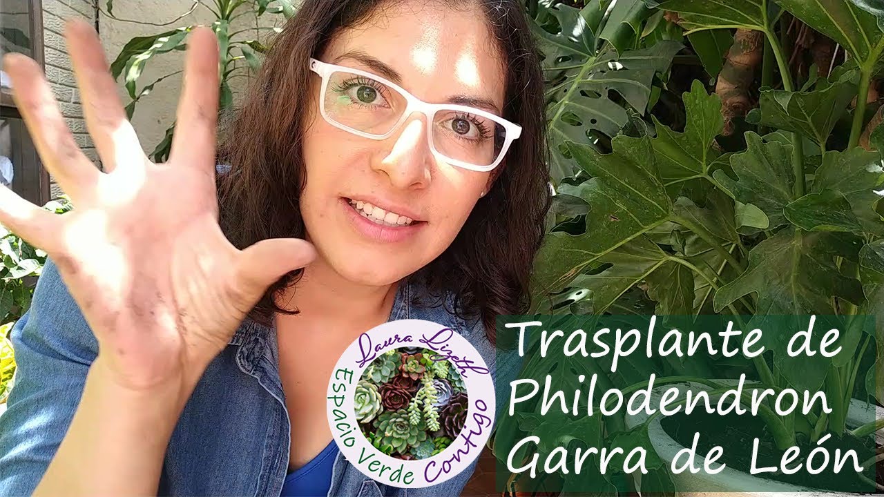 Transplante de Philodendron Garra de León - YouTube