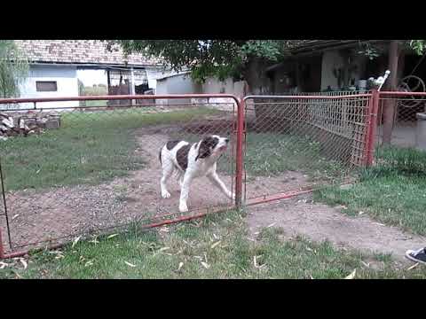 Athos, ciobanesc 4 luni.