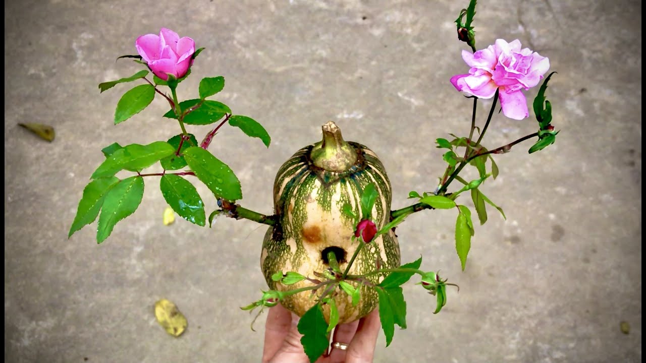 Best natural Rooting and Flowering for Rose cutting growing | Grow Rose ...