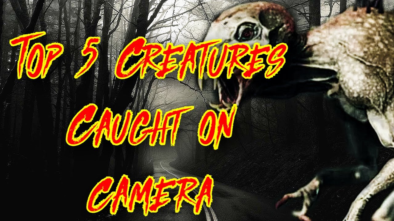 Top 5 strange creatures caught on camera - YouTube