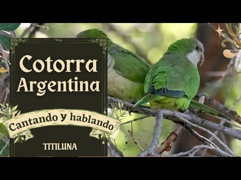 Cotorra argentina CANTANDO Y HABLANDO - YouTube