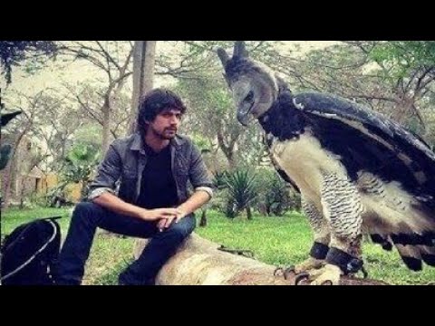 This Eagle is size of the human | Harpy eagle - YouTube