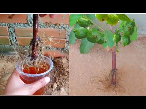 Grow more roots for Guava Tree - YouTube