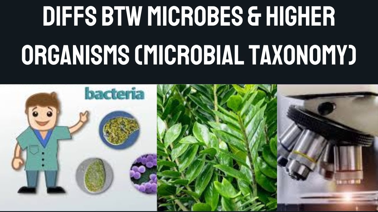 DIFFERENCES BETWEEN MICROORGANISMS AND HIGHER ORGANISMS (MICROBIAL ...