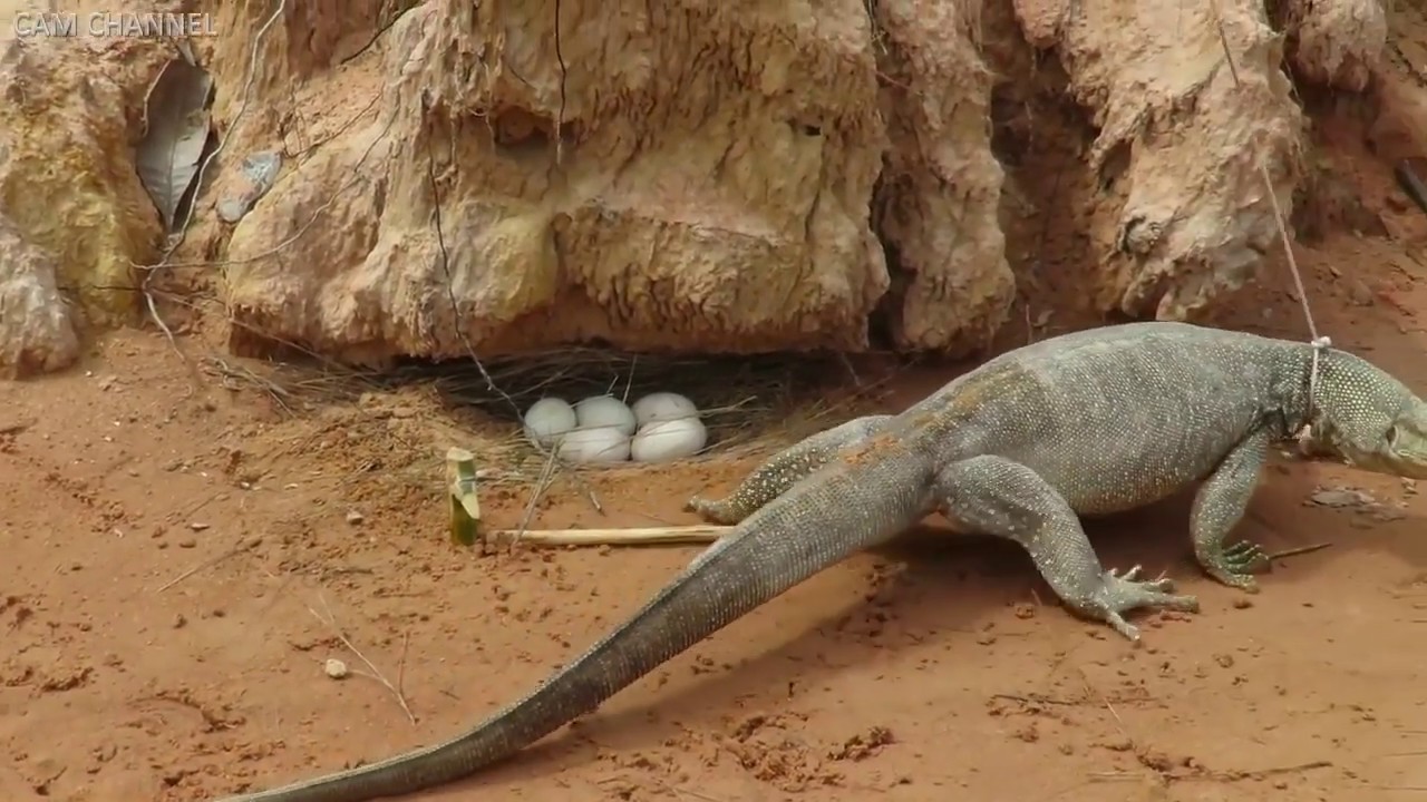Primitive Technology - Catching Komodo Dragon Trap Using Komodo Dragon ...