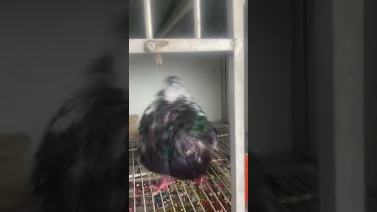 Buchon Gaditano a la venta en miami #buchon #gaditano_pouter_pigeons # ...