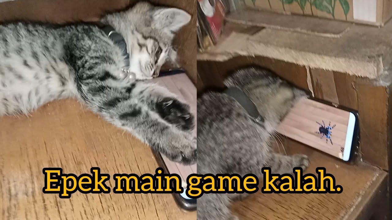 Anak kucing mencoba main game tapi kalah. - YouTube