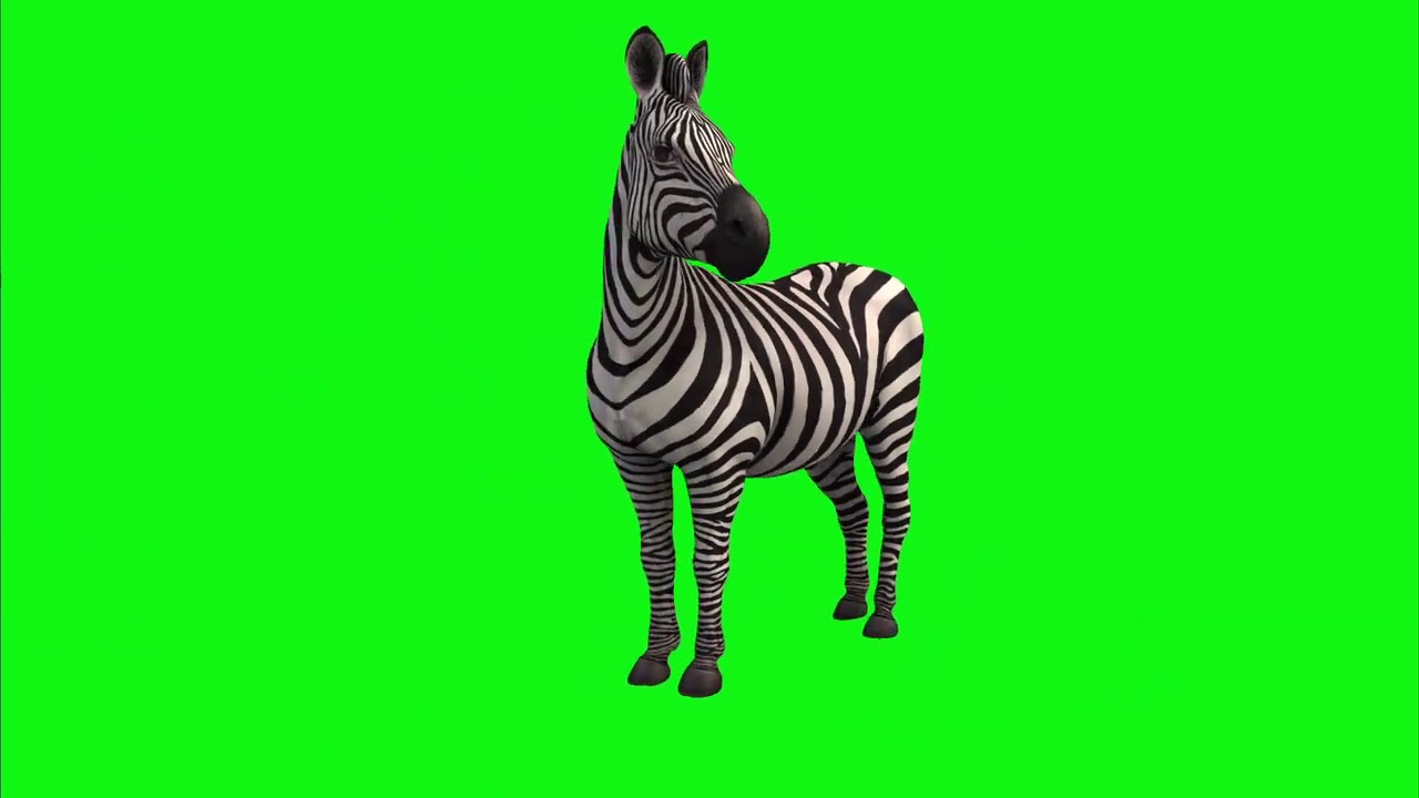 Zebra green screen effect - YouTube