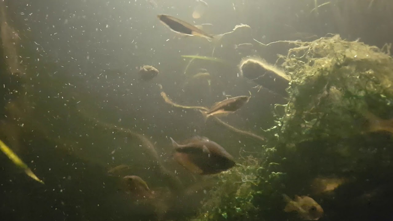 1250 litre Native fish creek pond setup with running water - YouTube