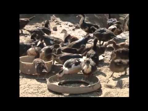 duck farming, ft 26 1 16, loubuk maikei panglashi, ddk imphal - YouTube