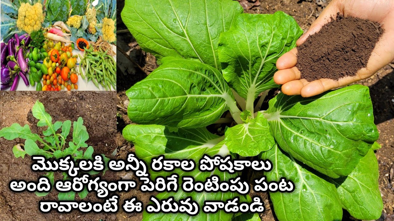 Organic fertilizer for plants | all nutrients in one fertilizer | godavari gold fertilizer # ...