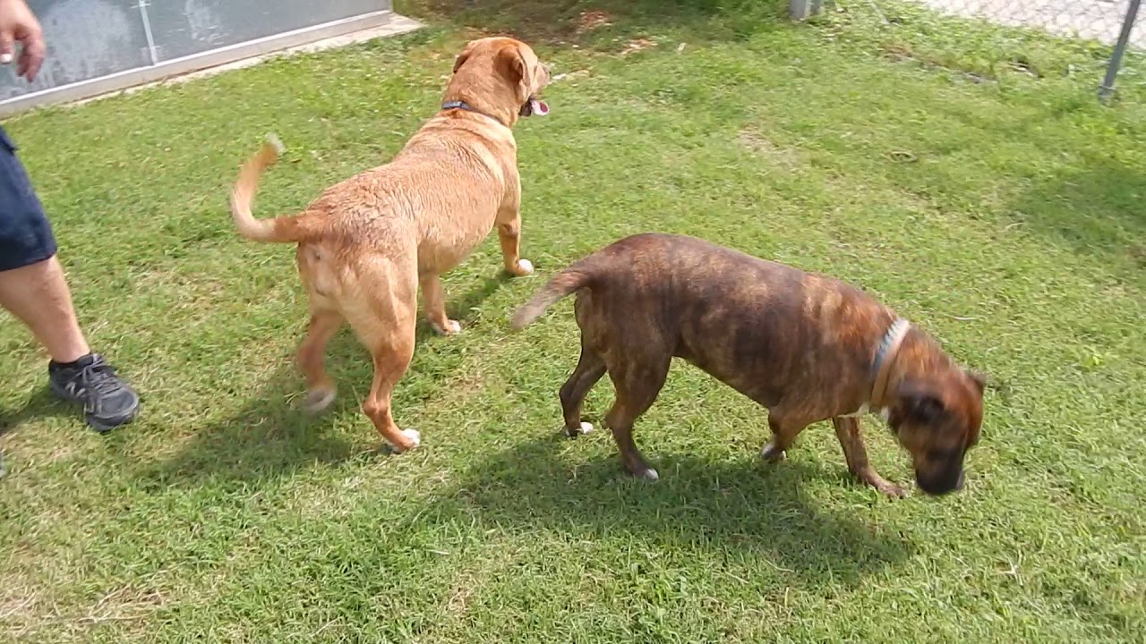 George with Lady & Pooh - YouTube