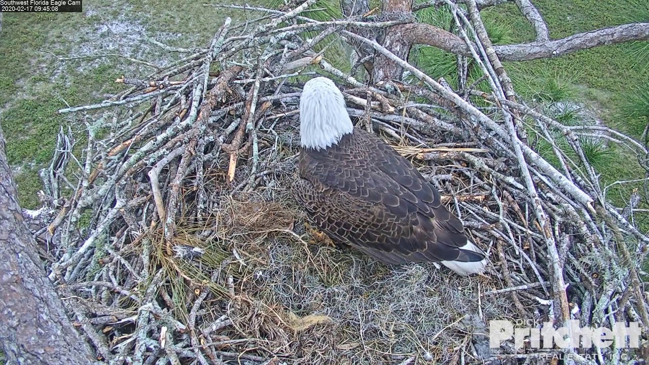 02-17-20 SWFL eagles; moving fluff and sticks. - YouTube