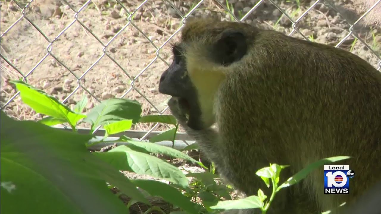 Effort underway to save Dania Beach’s wild monkeys - YouTube