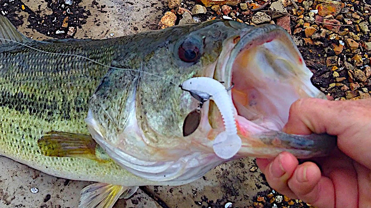 I Was a Skeptic of Keitech Swimbaits At First - Soft Plastic Swimbait ...