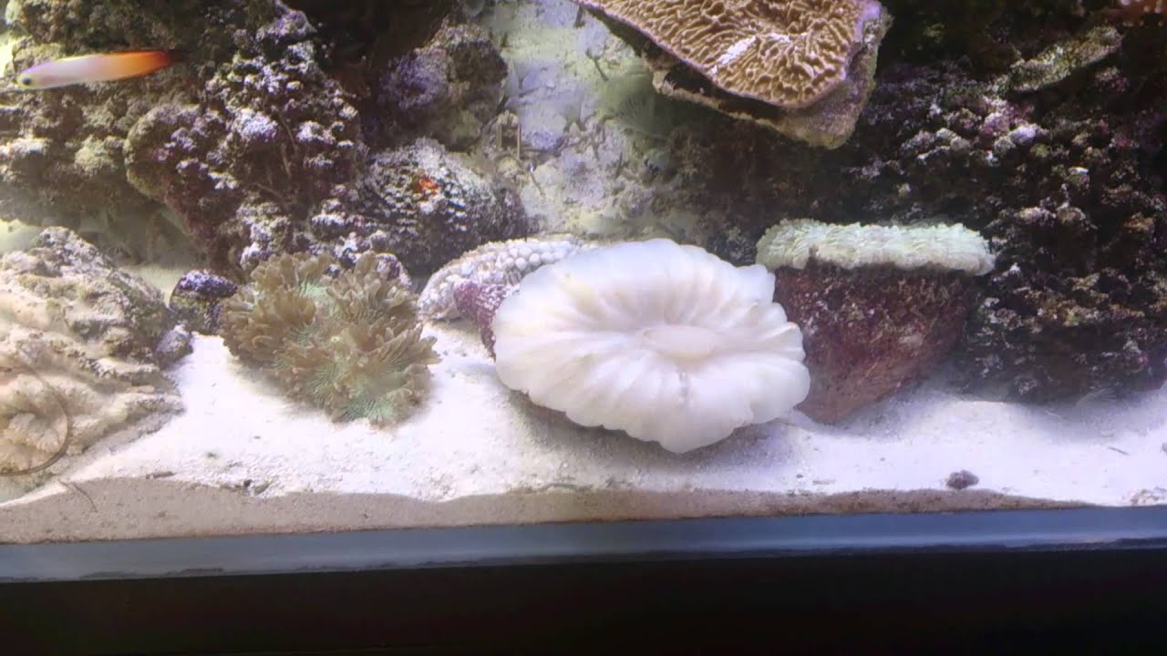 All about white corals - YouTube