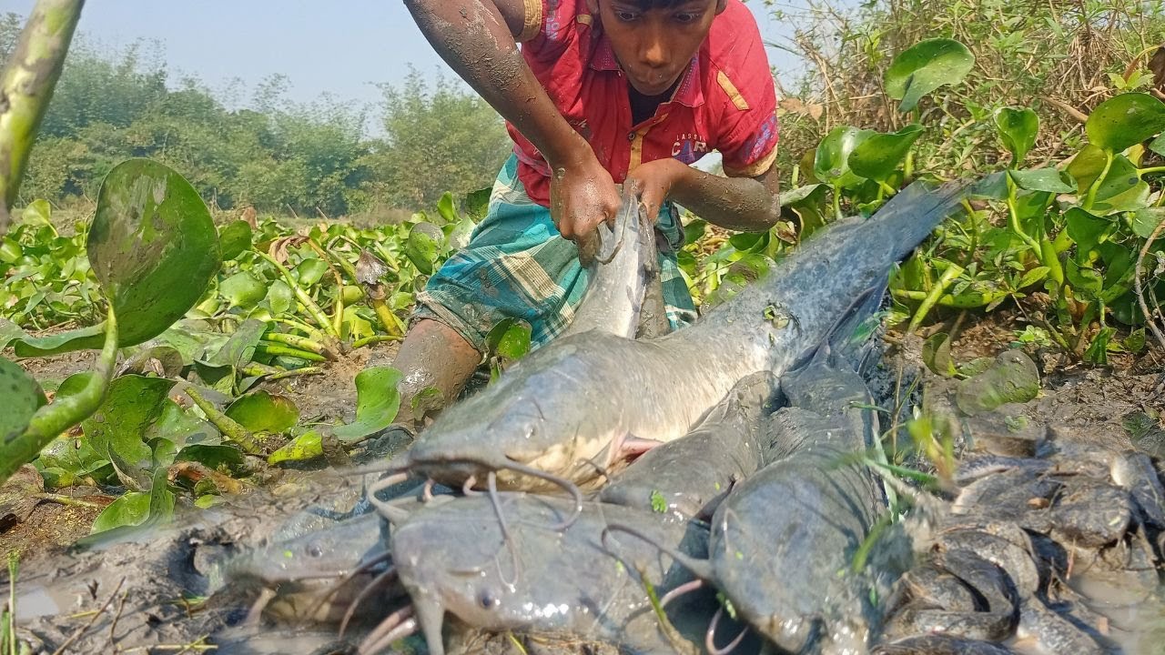 Amazing Hand Fishing || Smart Boy Catching Fish By Hand || Hand Fishing ...