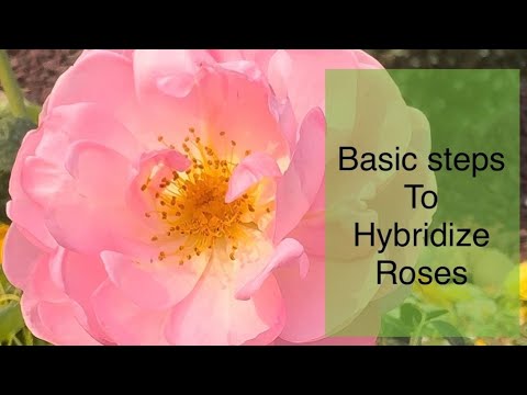 How to breed roses: A beginner's guide to get you started! - YouTube