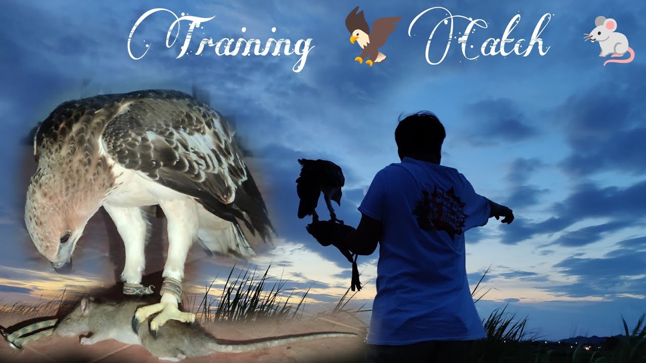 Bird catching a big rat, Training my Hawk Eagle in the darkness ...