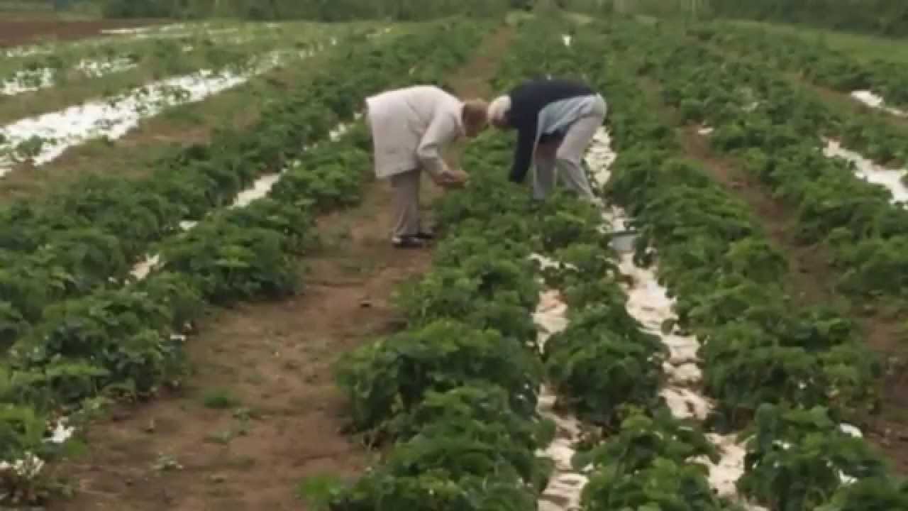 Strawberries at Brooke Farm - YouTube
