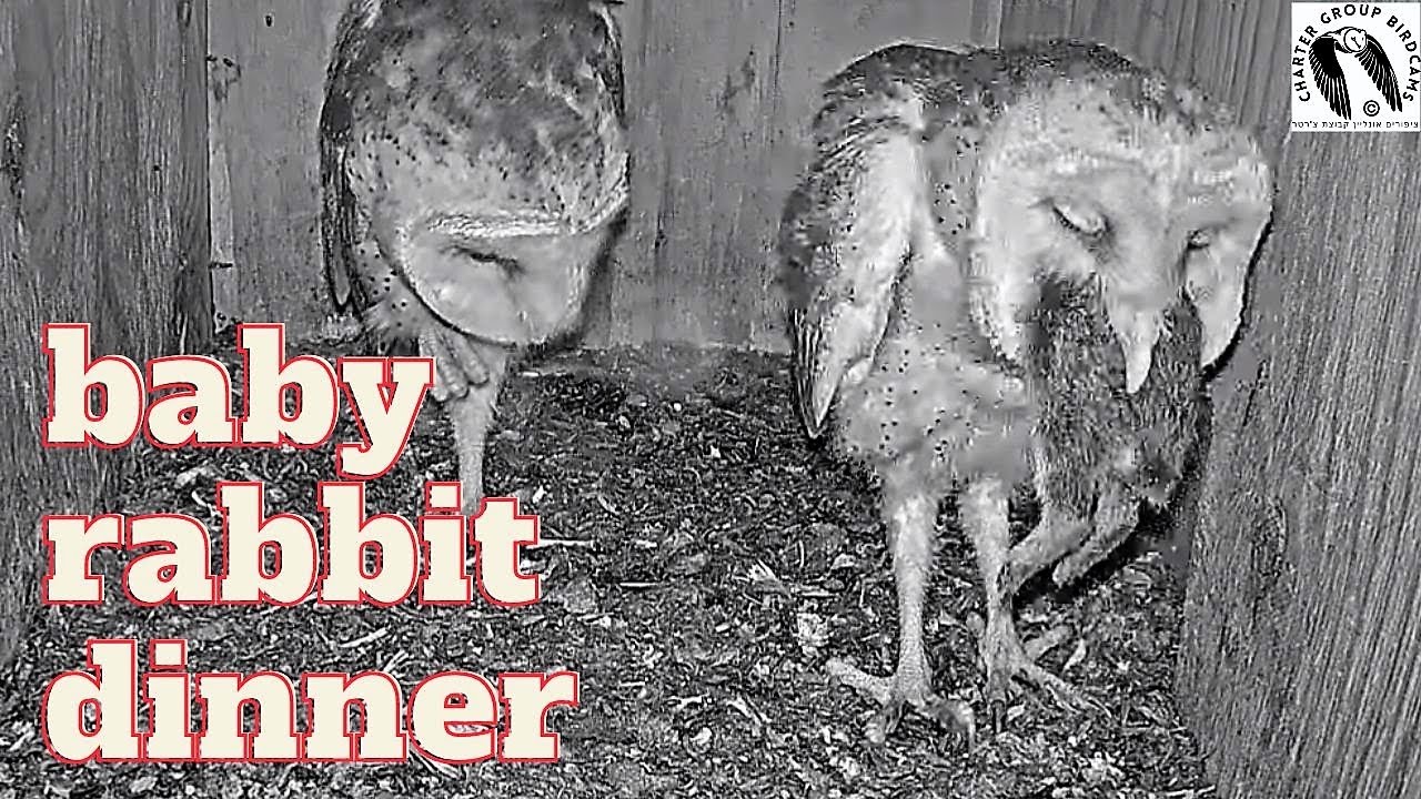 Barn owl nestling swallows a baby rabbit in record time. - YouTube