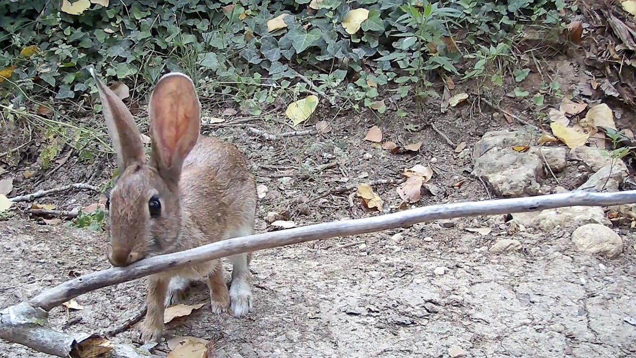 Conill de bosc (Oryctolagus cuniculus). 15 i 16 de juliol de 2023 ...