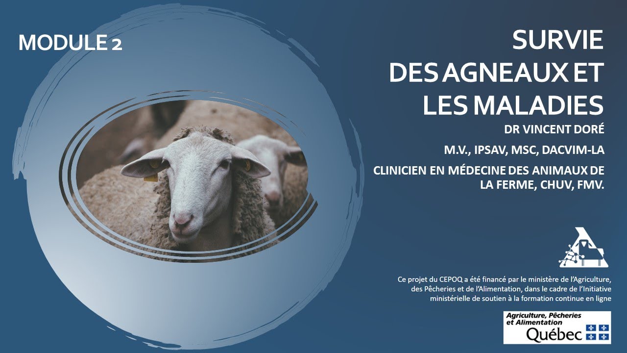 Formation en santé ovine - Survie des agneaux et les maladies (Module 2 ...