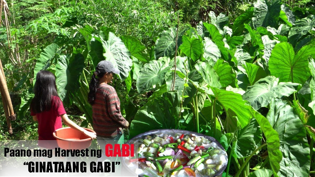 OUTDOOR COOKING | GINATAANG GABI (Paano mag harvest ng GABI at iba pang ...