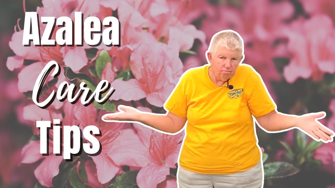 Azalea Care Tips | How to Plant Azaleas - YouTube
