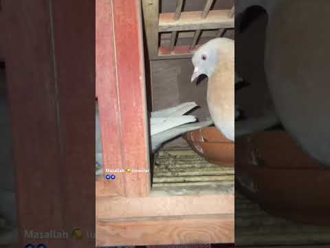 #pigeon #pigeonlaver #bird #birds #populerpigeon #birdspecies #funnyvideo #kabootar #limoni