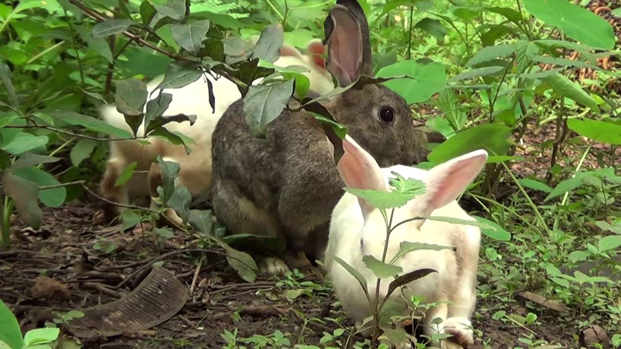 Free Roaming Rabbits - YouTube