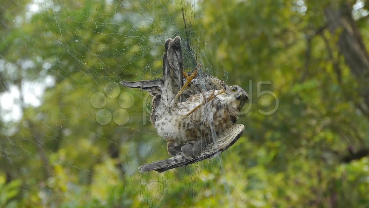 Bird trapped in net,struggling to die in green forest like fail loser ...