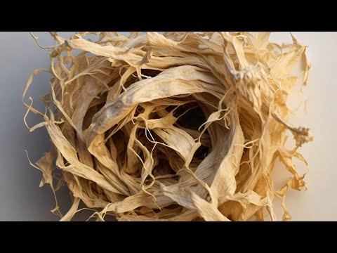 What is Torula Yeast? Day 7 Carnivore 40 Day Journey - YouTube