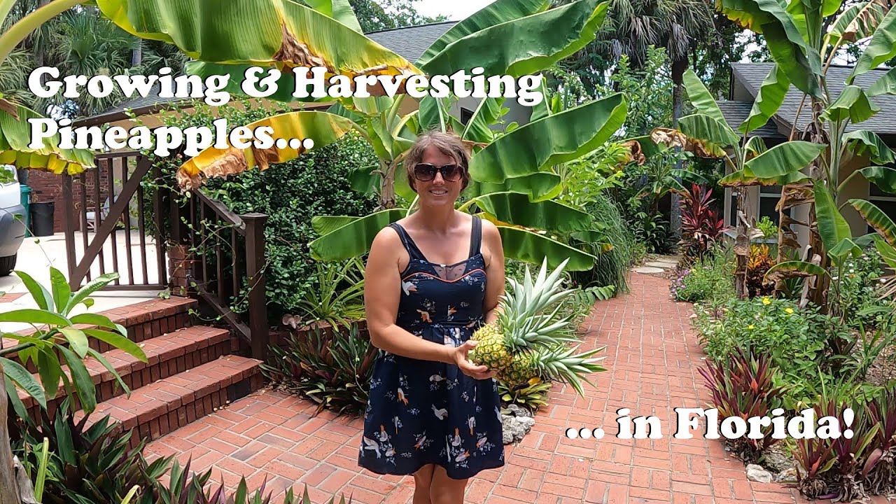 Growing and Harvesting Pineapples in Florida - YouTube