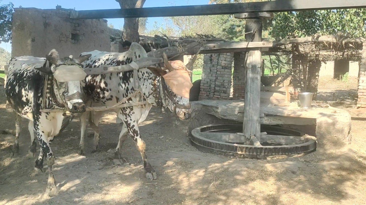 High Speed Oxen Operated Flour Mill | Bull Power Flour Mill | Old ...