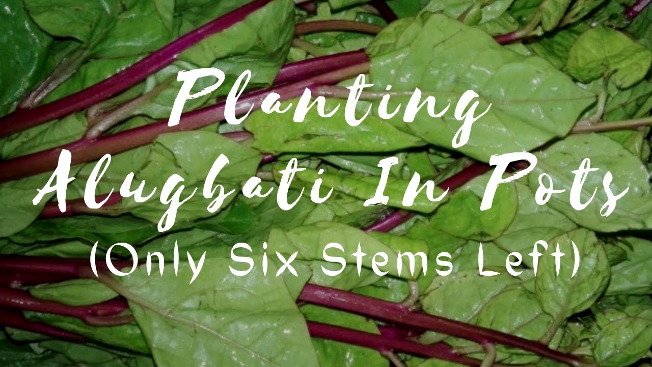 HOW TO PLANT SIX STEMS OF ALUGBATI | SUCCESSFUL | VID.#0014 - YouTube
