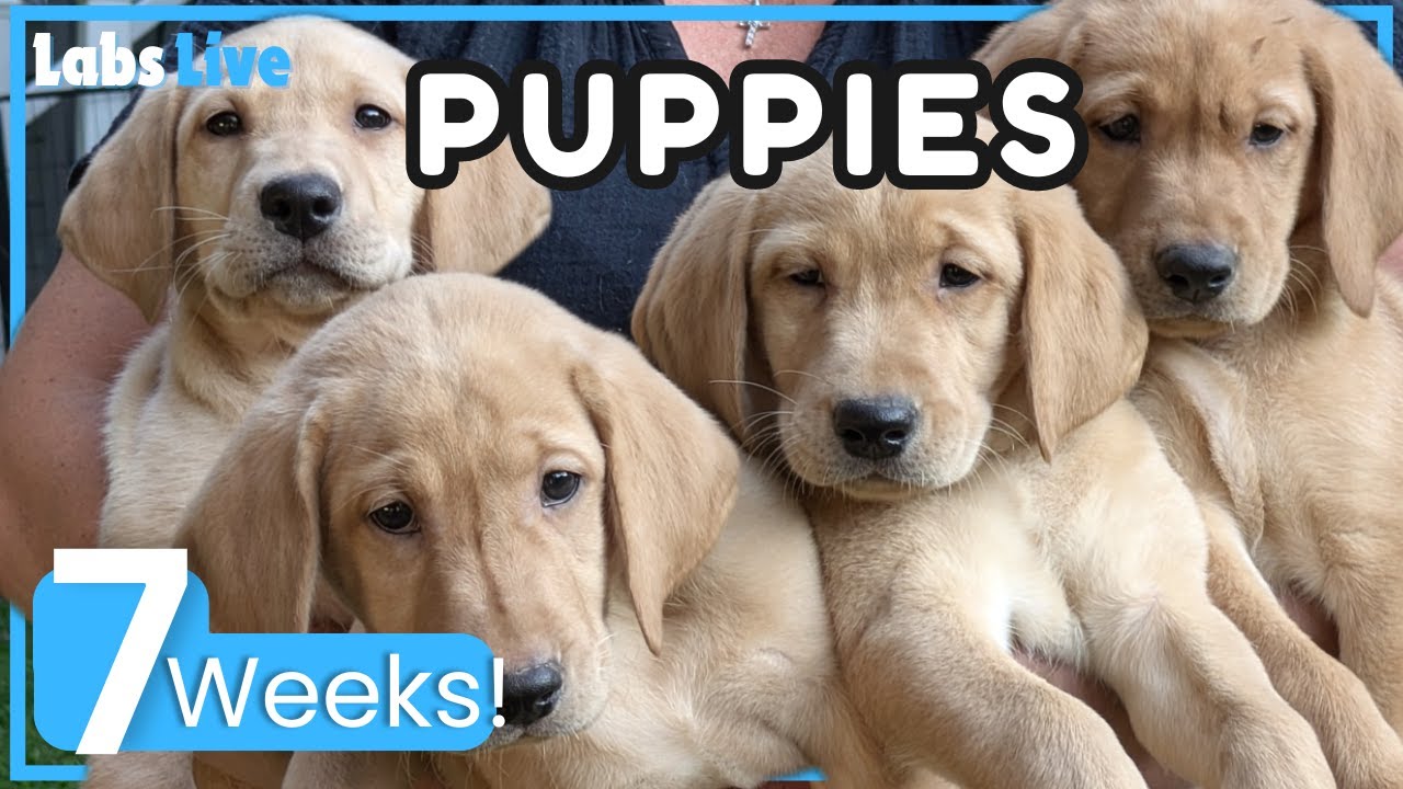 8 LAB PUPPIES! 🐾 Live🔴 - YouTube