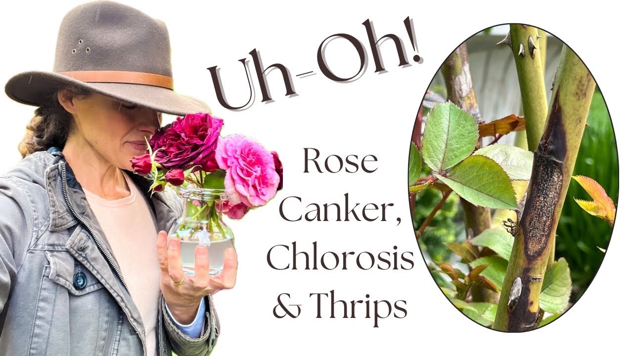 Rose Canker, Chlorosis & Thrips on my David Austins | Here She Grows ...