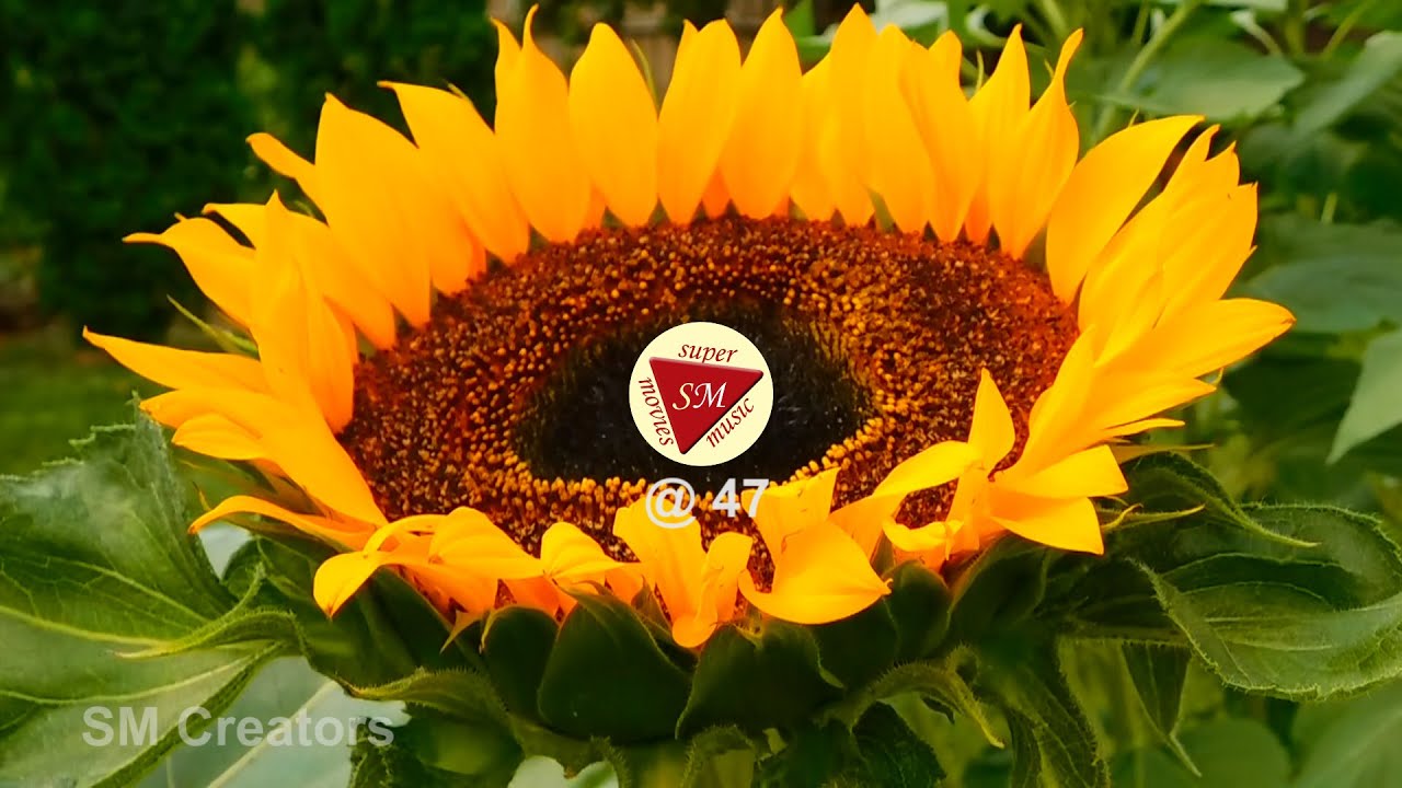Free Relaxing Music with Sunflower Videos Deep Sleeping, Flute Music ...