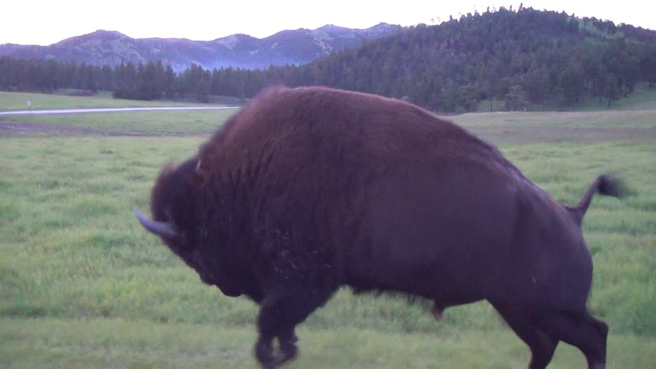Chased by Buffalo in the Wild West - YouTube