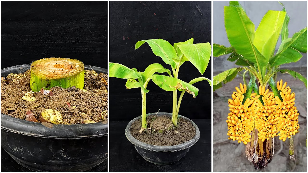 The World should know this technique How to propagate Banana Plant from ...