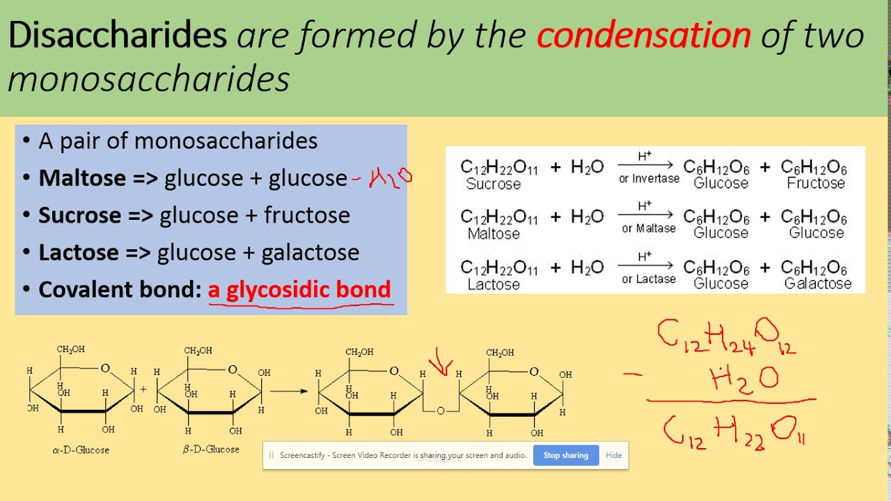 3.1.2 Carbohydrates. Part 1. AQA A level Biology - YouTube