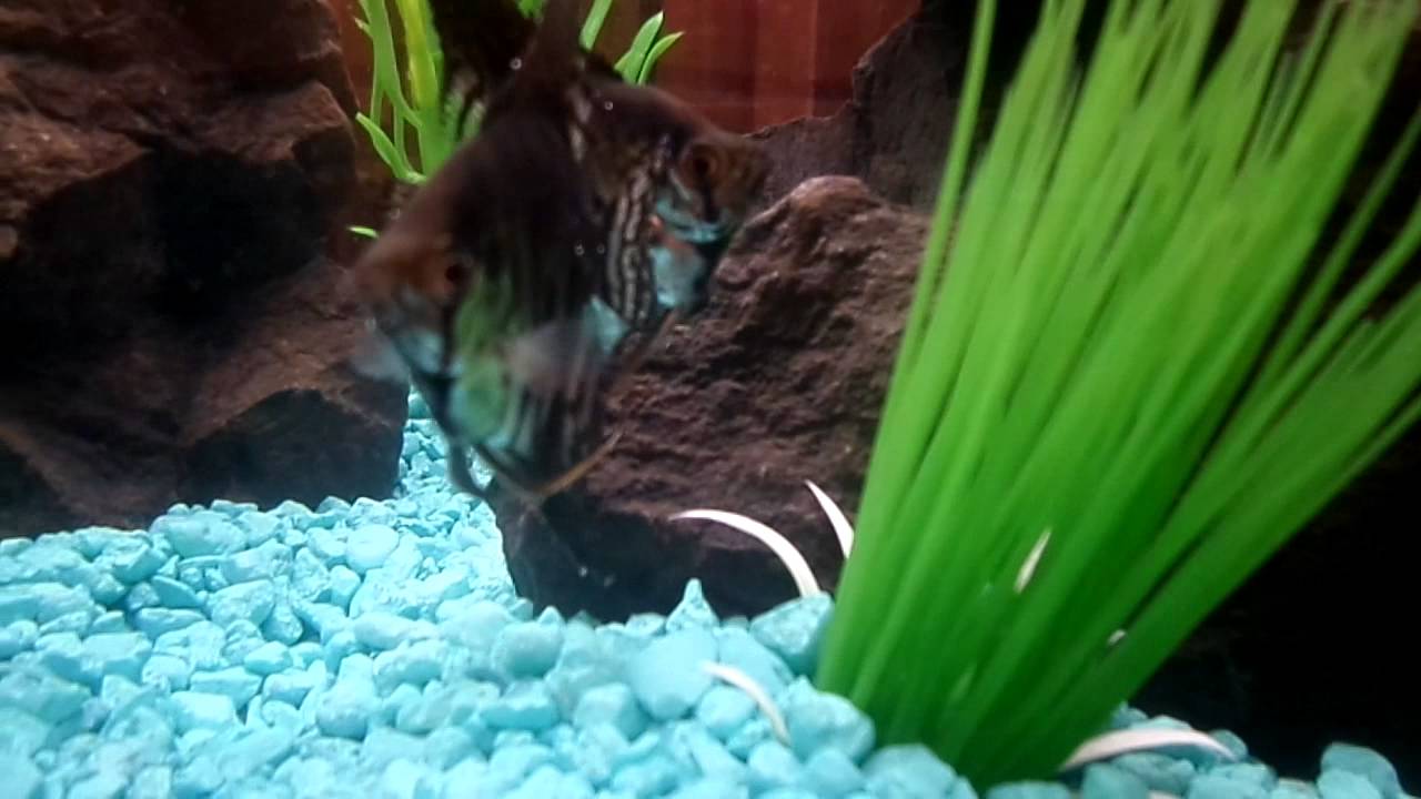 My New Zebra Lace Angelfish - YouTube