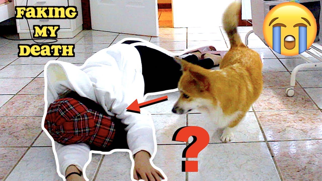 Faking My Death In Front Of My Dog - YouTube