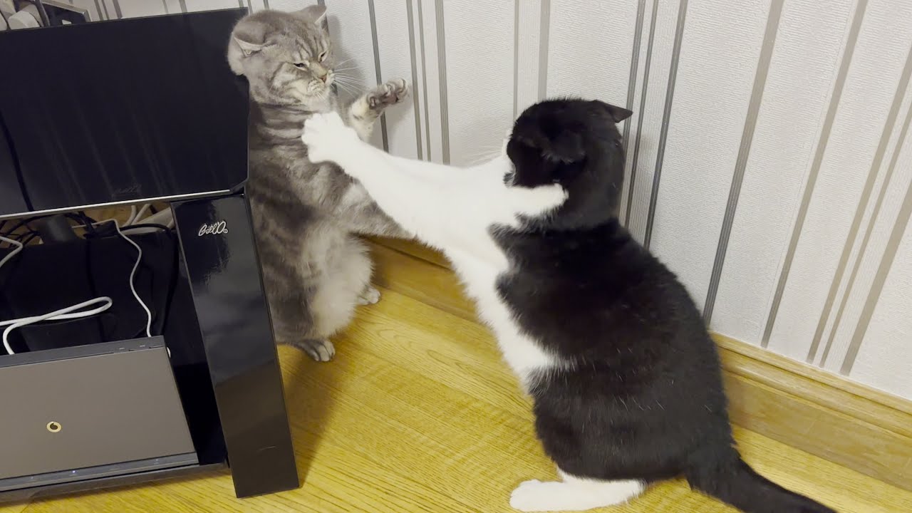 Cat Bullies Other Cat - YouTube