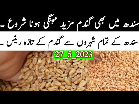 wheat price today in sindh Pakistan|gandum ka rate today|galla mandi ...