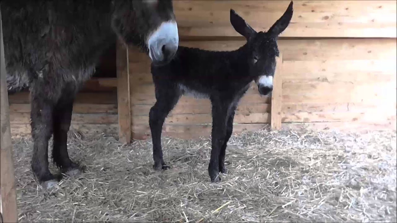 Poitou Esel: blöder Regentag - YouTube