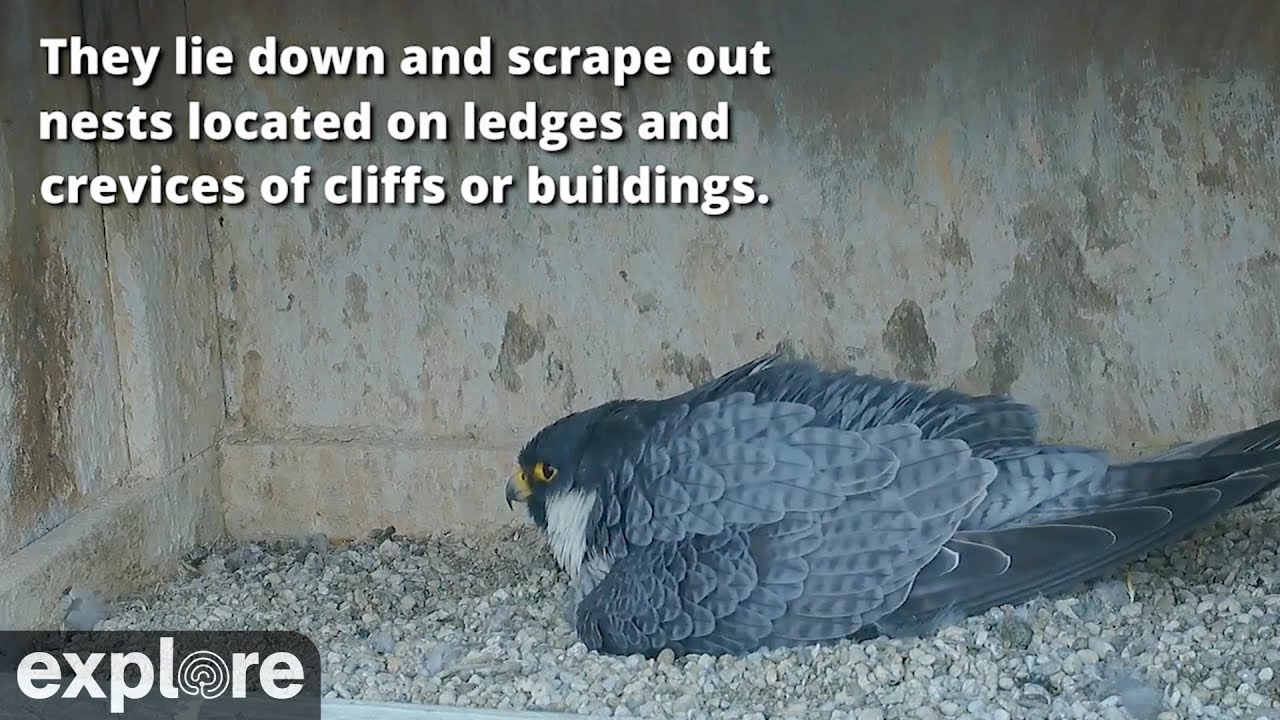 Never Stop Learning - 5 Fascinating Facts about Falcons - YouTube