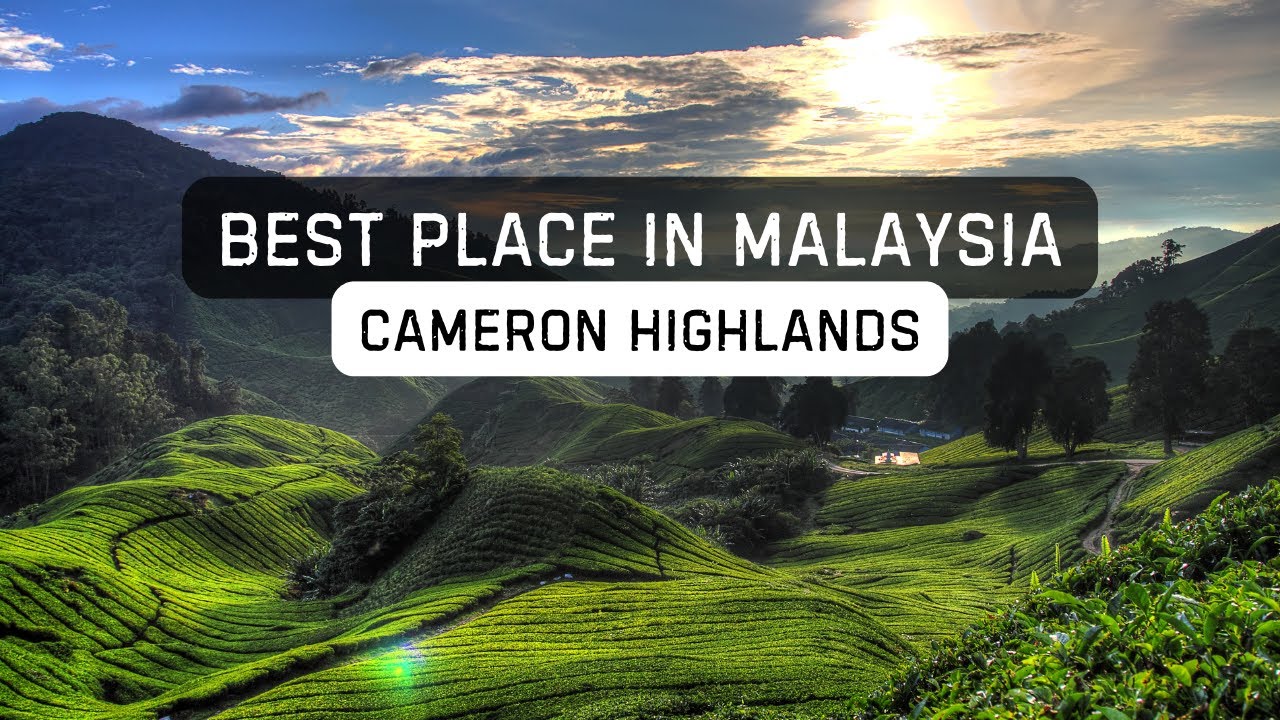 Best Place In Malaysia | The Cameron Highlands - YouTube
