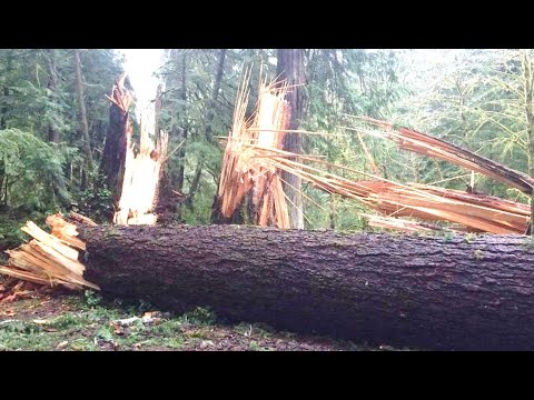 Back In 2018 Something Massive Knocked Over 100 Giant Trees In Olympic ...